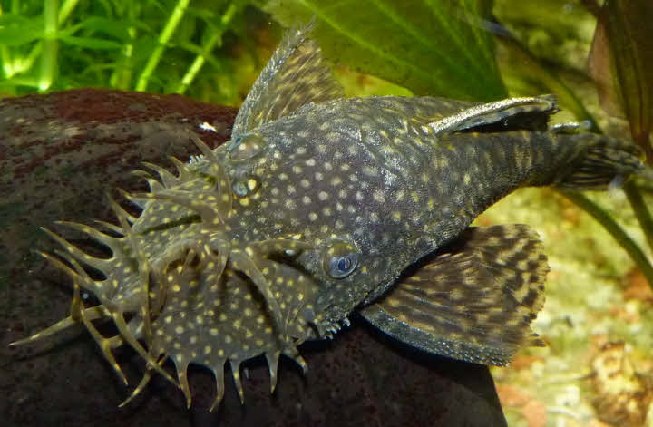 Ancistrus dolichopterus