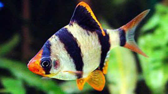 Sumatraan (Puntius tetrazona)